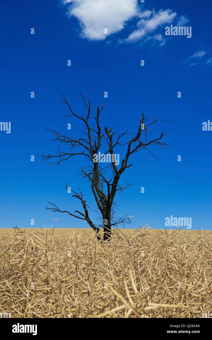 Dead tree in the oilseed field during dry hot summer, drought, no rain ...