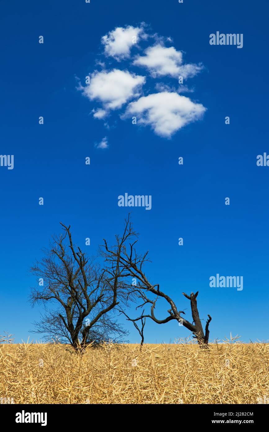 Dead tree in the oilseed field during dry hot summer, drought, no rain ...