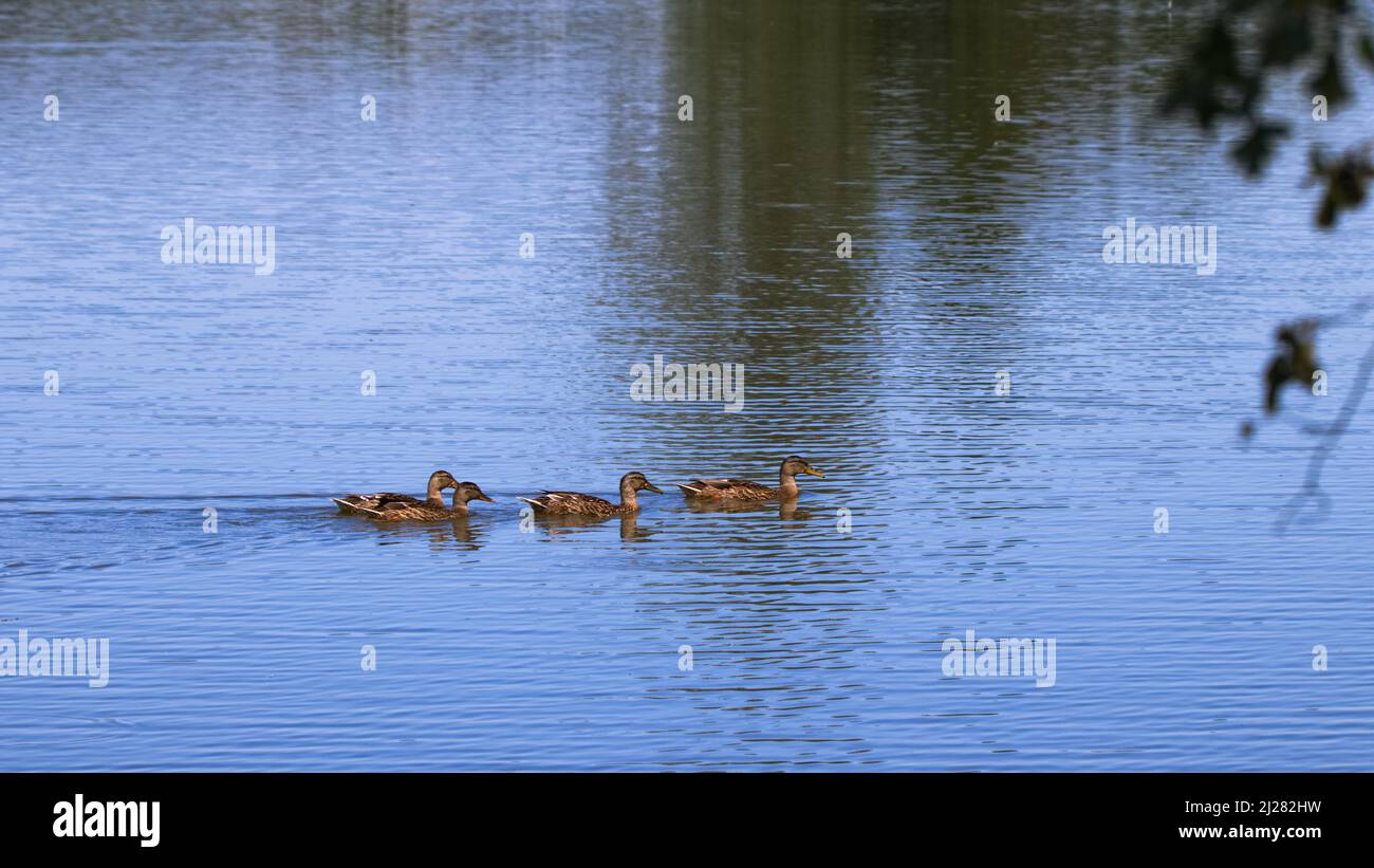 Animal bird ducks in nature hi-res stock photography and images - Alamy