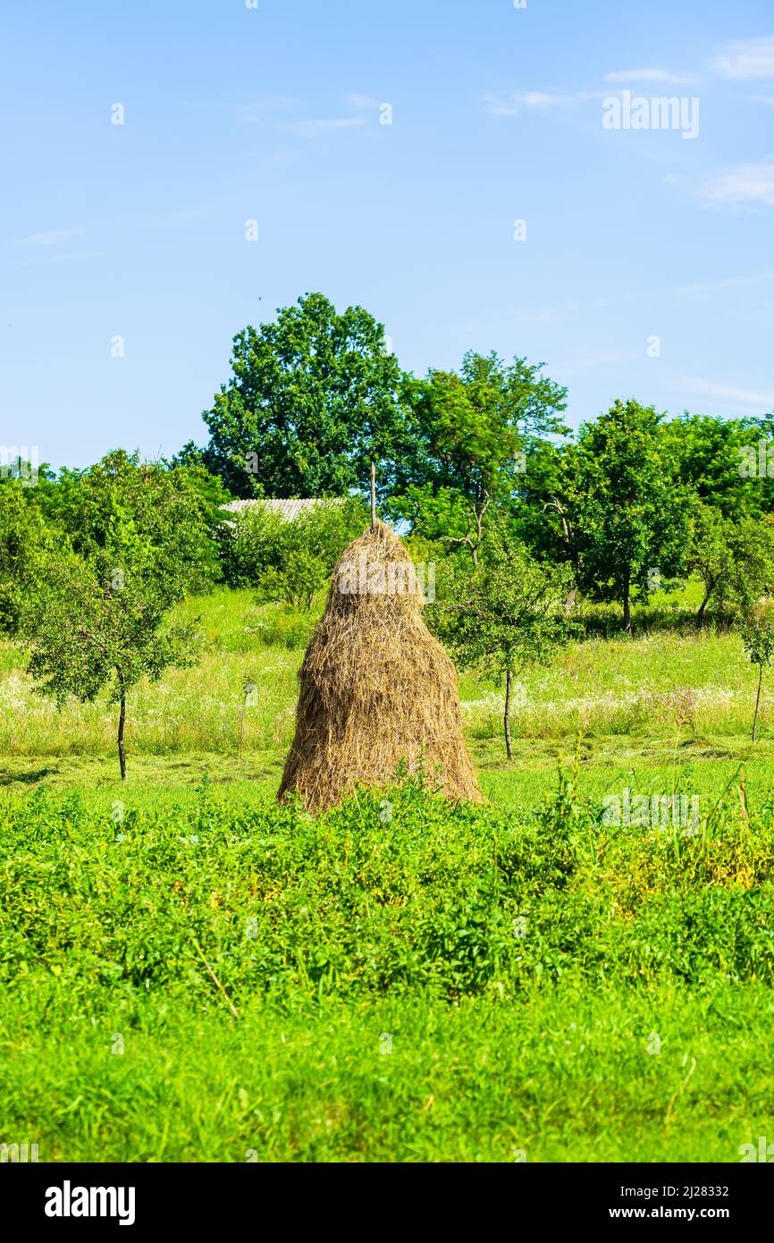 Traditional eastern european haystacks on field Stock Photo - Alamy
