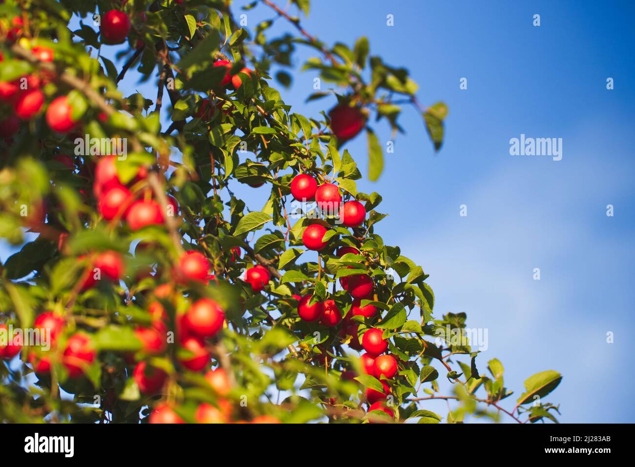 Red mirabelle plums. Ripe mirabelle on tree. Organic fruit before ...