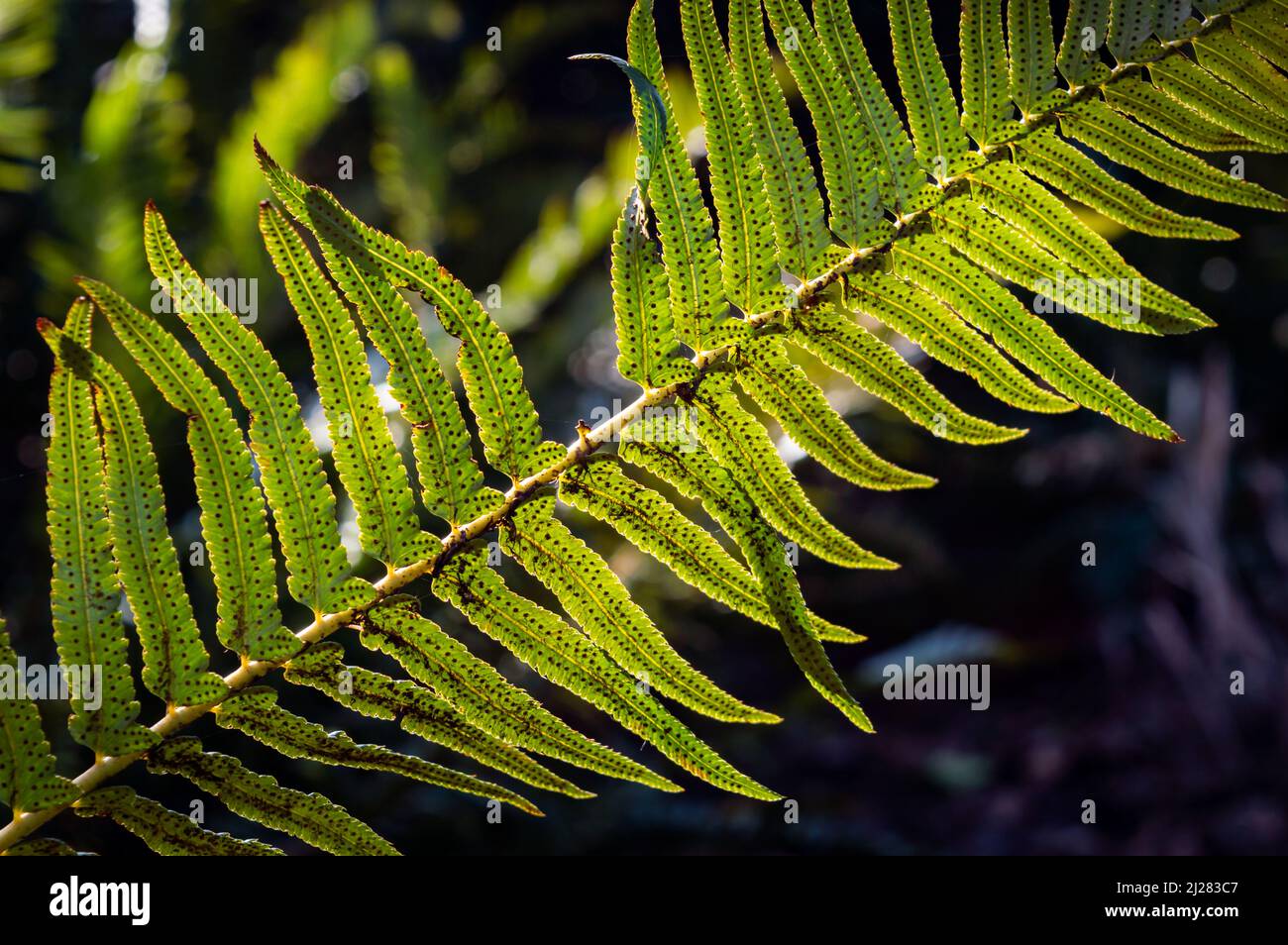 Detailed fern pattern hi-res stock photography and images - Alamy