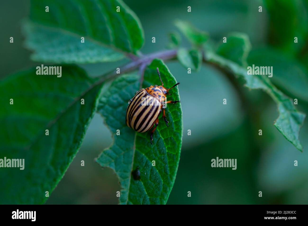 Bug eating leaves hi-res stock photography and images - Alamy