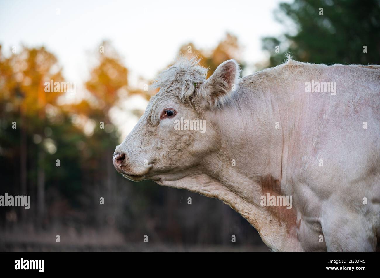 A vertical closeup photo of a white cattle in the field Stock Photo - Alamy