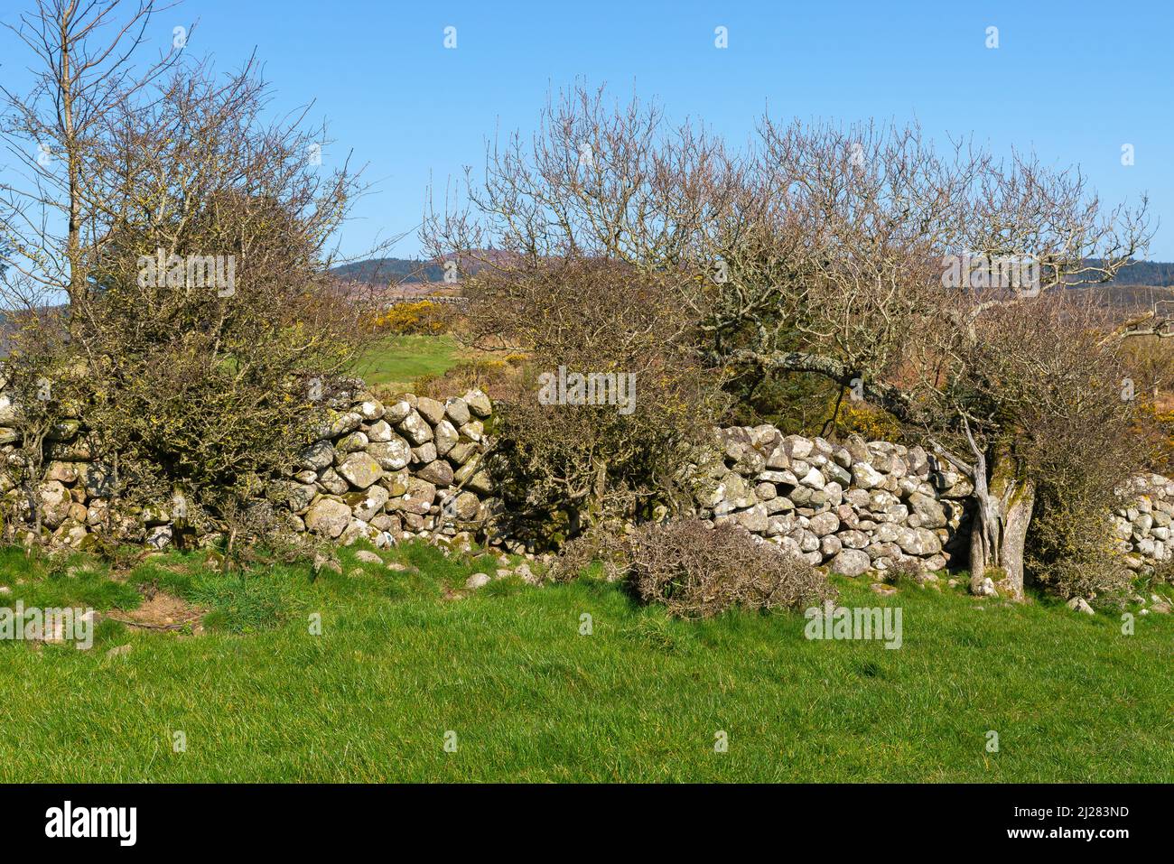 Old stone wall in the Scottish countryside on a beautiful Spring ...