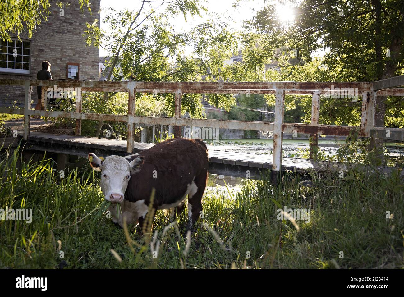 Cambridge is well known for its cows walking freely in parks and on ...