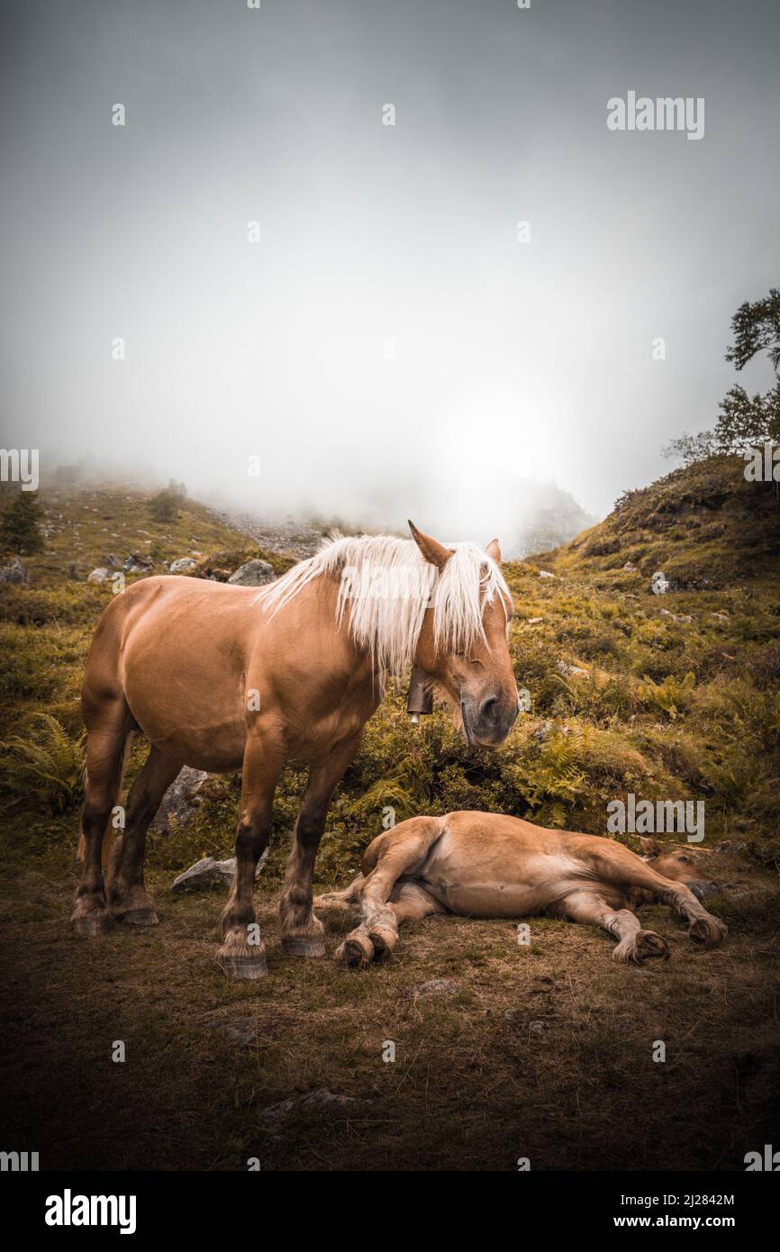 A vertical shot of a horse staying around another horses corpse in a ...
