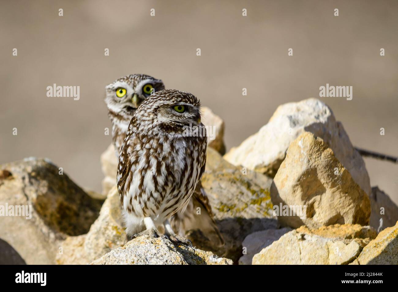 Athene noctua - The little owl or little owl is a strigiform bird of ...
