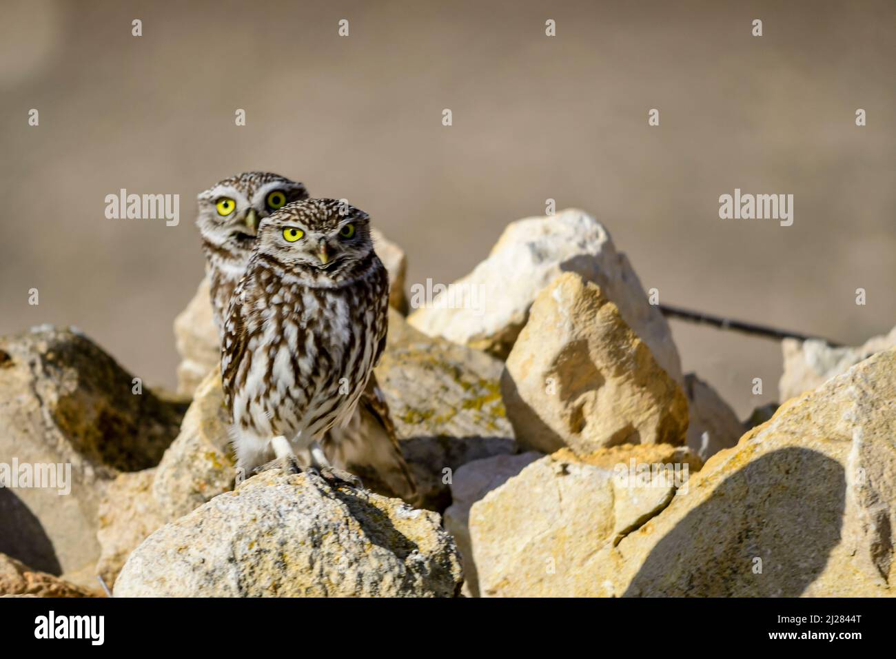 Athene noctua - The little owl or little owl is a strigiform bird of ...