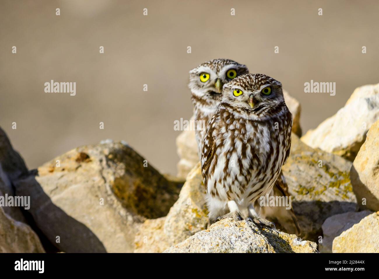 Athene noctua - The little owl or little owl is a strigiform bird of ...