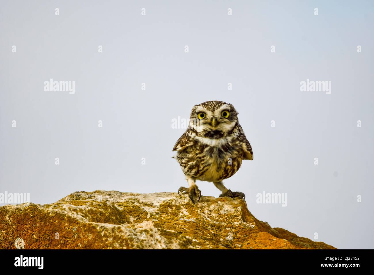 Athene noctua - The little owl or little owl is a strigiform bird of ...