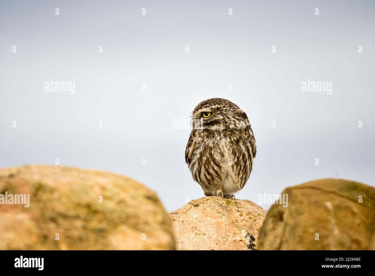 Athene noctua - The little owl or little owl is a strigiform bird of ...