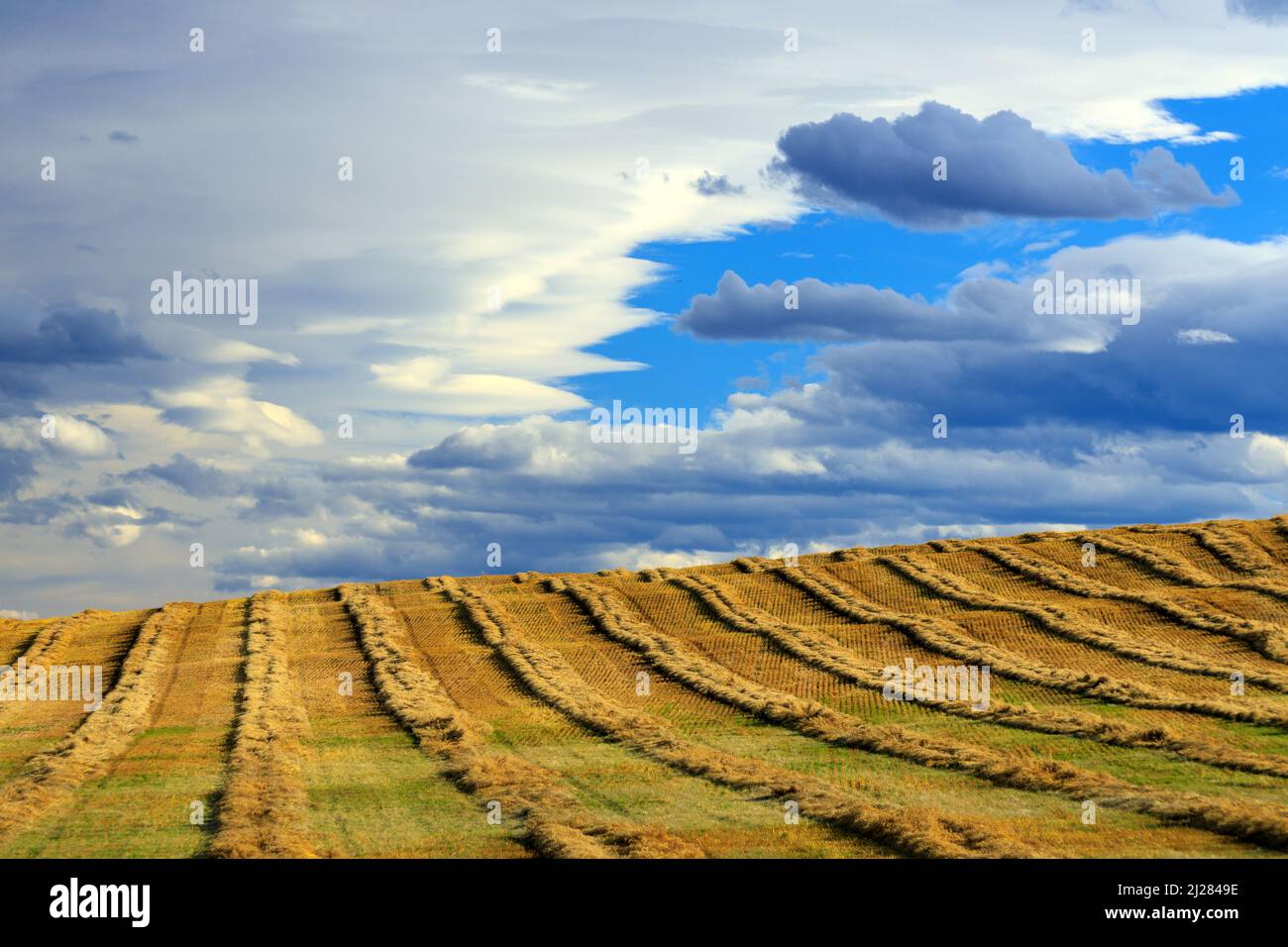 An agricultural field of fresh harvest hay and grass in the Canadian ...