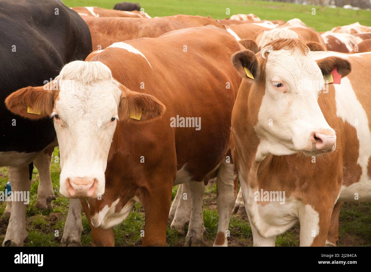 A flock of cows in a meadow in a rural area Stock Photo - Alamy