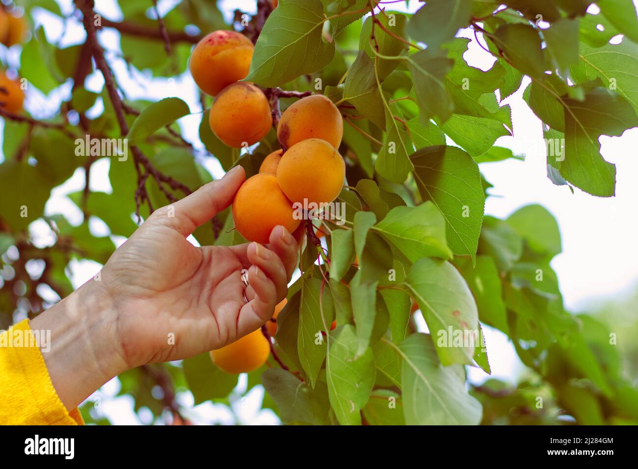 Harvesting apricots from tree. Woman gardening in orchard. Female hand ...