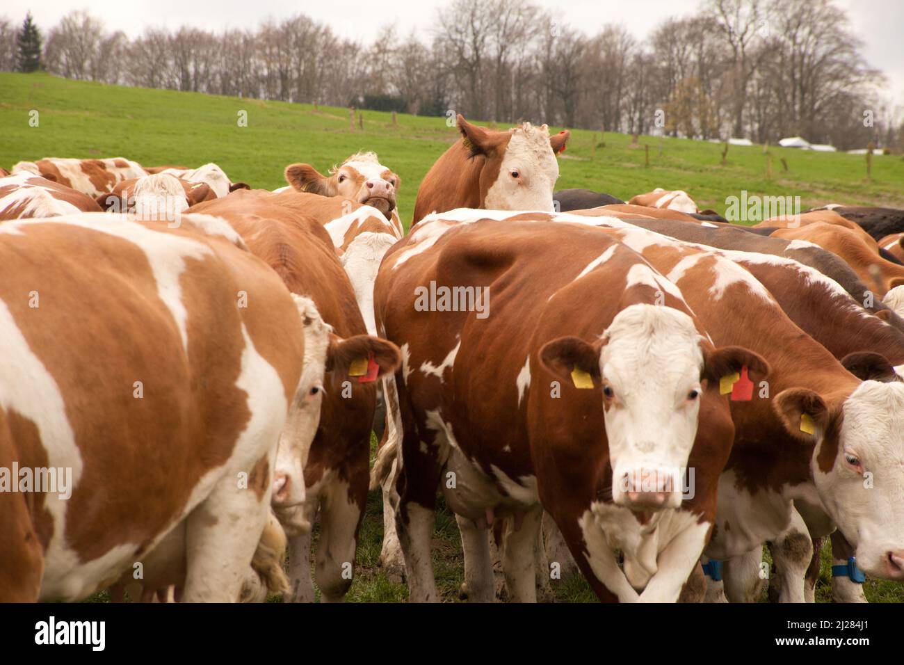 A flock of cows in a meadow in a rural area Stock Photo - Alamy
