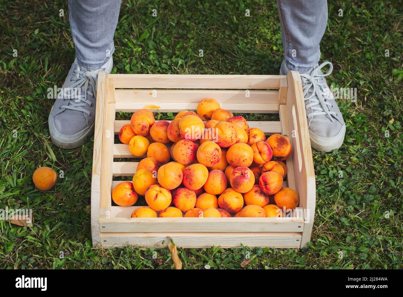 Harvesting ripe apricots to wooden crate. Gathering of homegrown ...