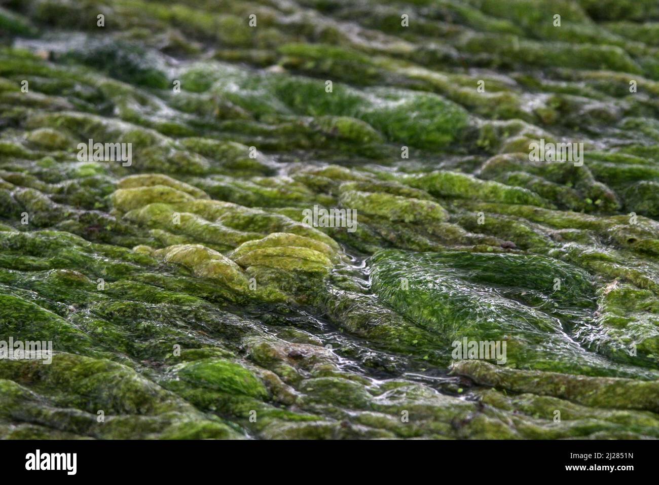 Algae biofuel plant hi-res stock photography and images - Alamy