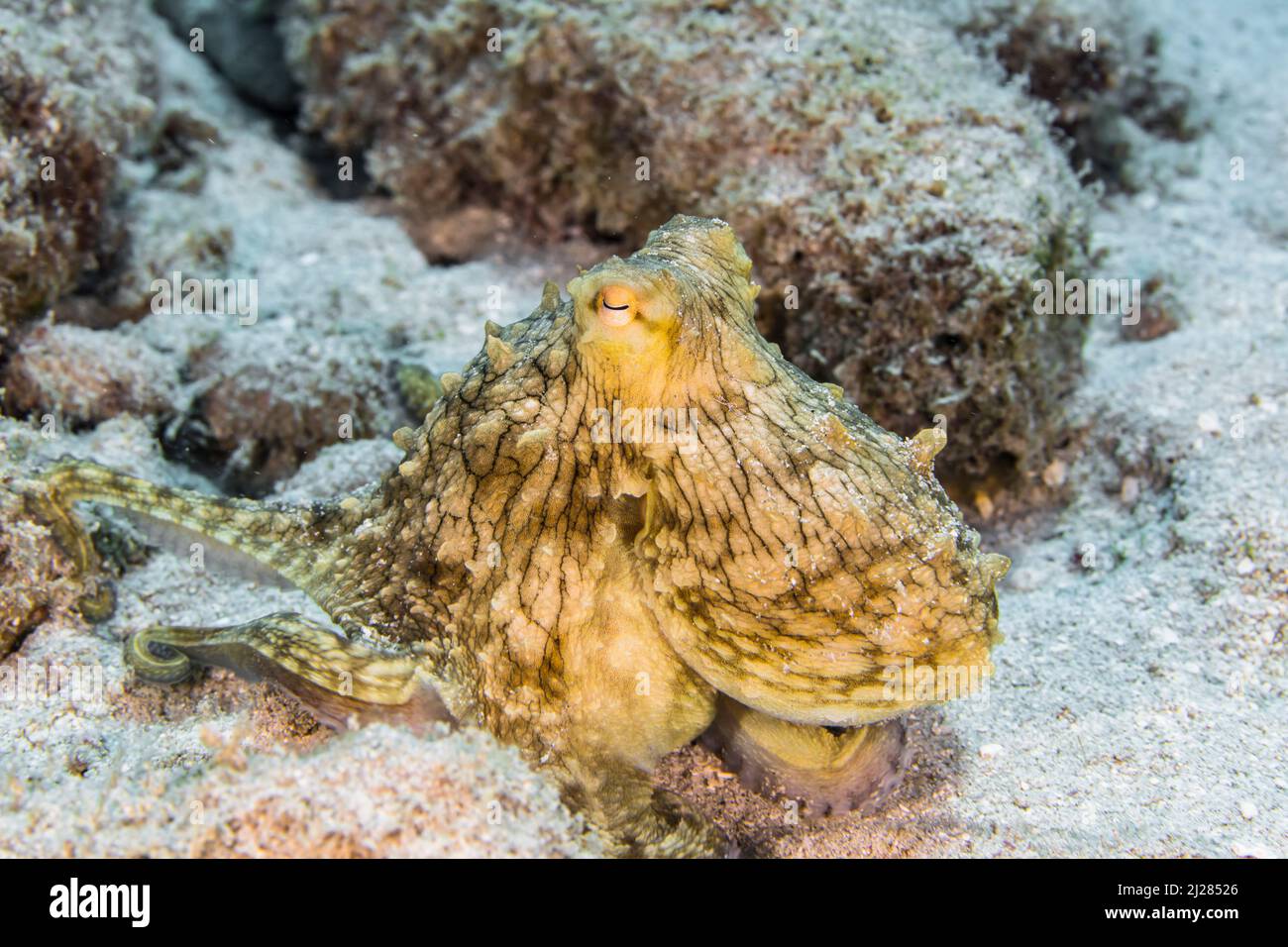 Seascape with Octopus in the coral reef of Caribbean Sea, Curacao Stock ...