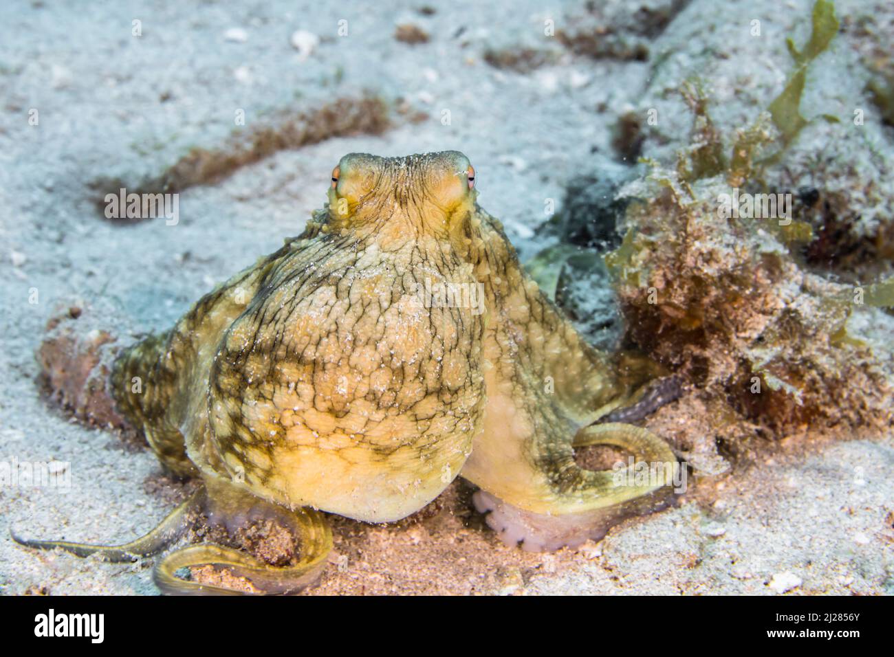 Seascape with Octopus in the coral reef of Caribbean Sea, Curacao Stock ...