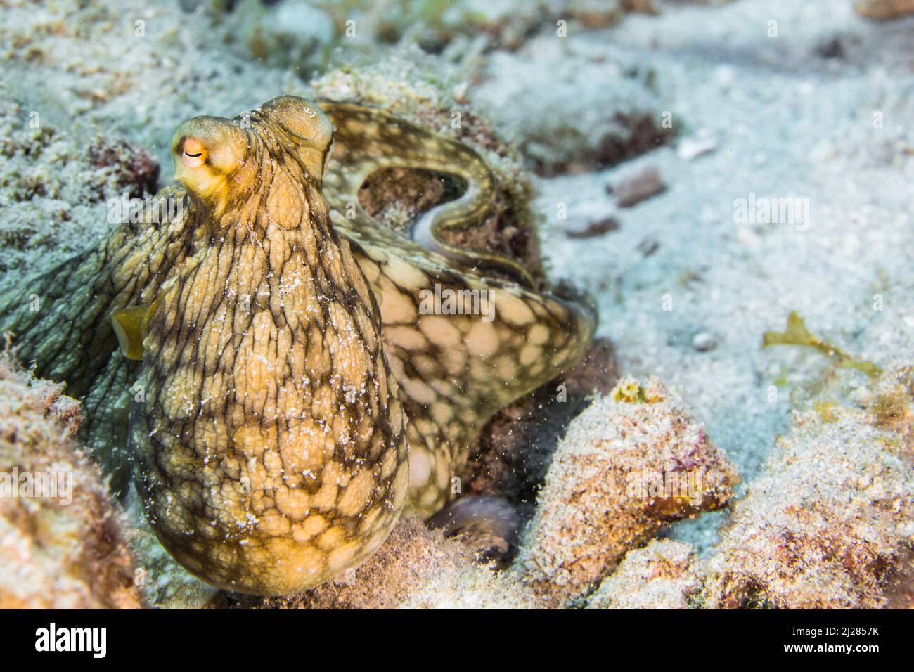 Seascape with Octopus in the coral reef of Caribbean Sea, Curacao Stock ...