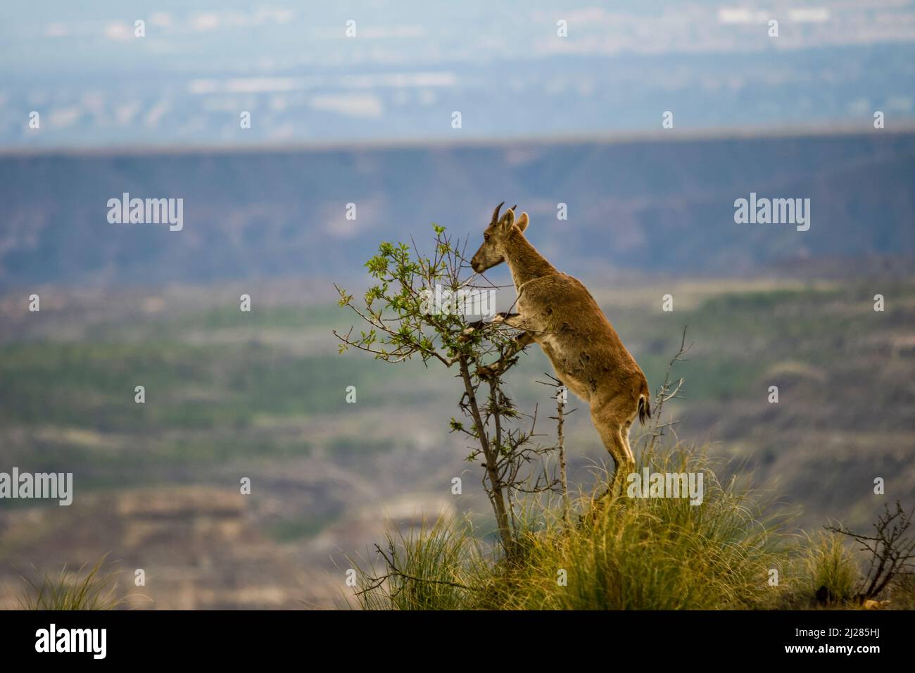 The mountain goat or Iberian ibex is one of the species of bovidae of ...