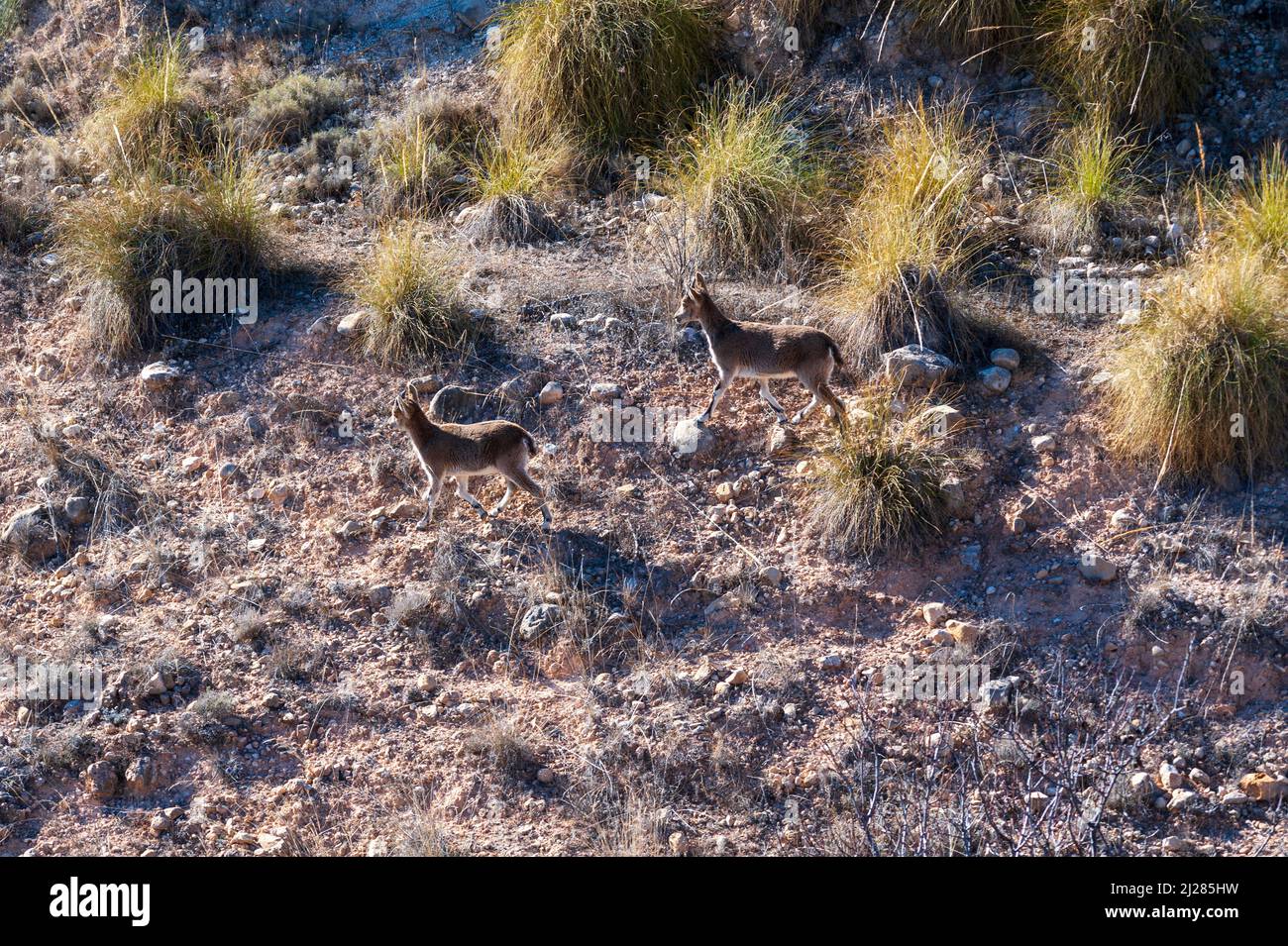 The mountain goat or Iberian ibex is one of the species of bovidae of ...