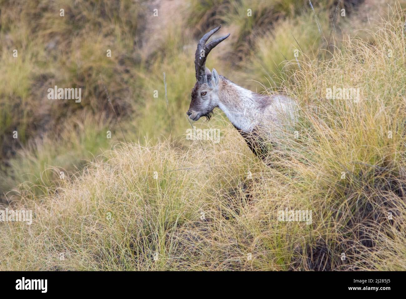 The mountain goat or Iberian ibex is one of the species of bovidae of ...