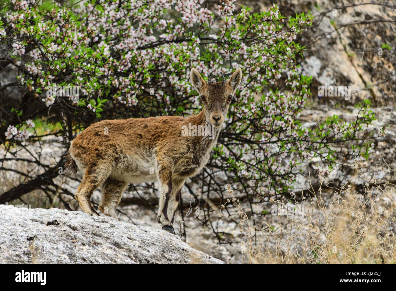 The mountain goat or Iberian ibex is one of the species of bovidae of ...