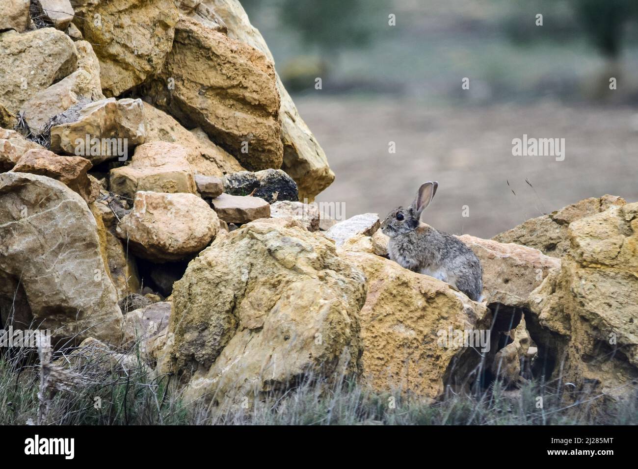 The common rabbit or European rabbit is a species of lagomorphic mammal ...