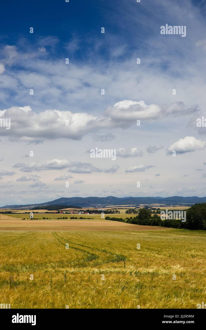 Typical European rural scene, wheat field before harvest in countryside ...