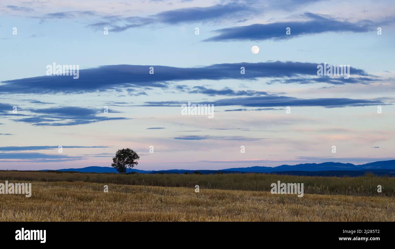 Solitude tree at countryside horizon and full moon on sky, rural scene ...