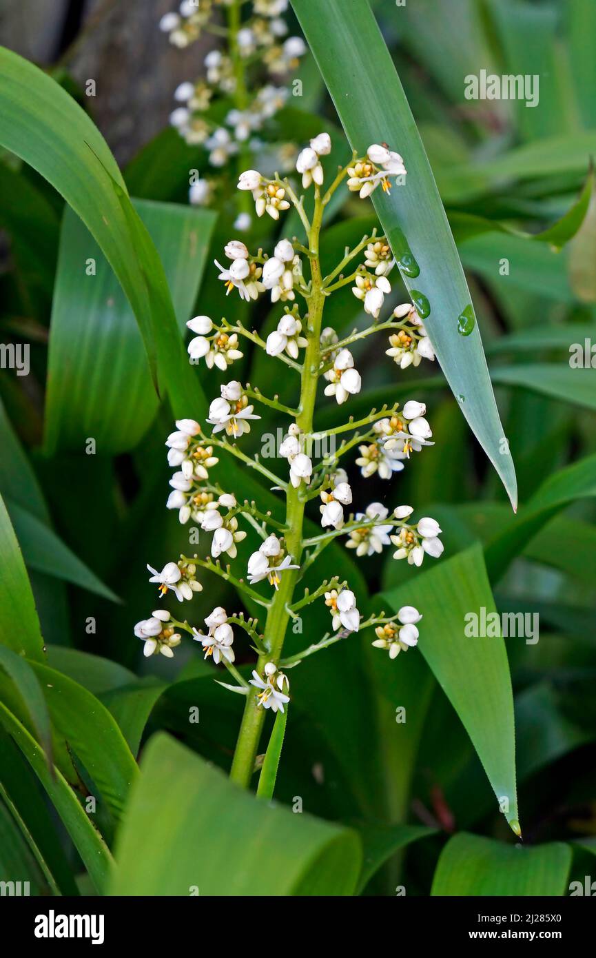 Xiphidium caeruleum hi-res stock photography and images - Alamy