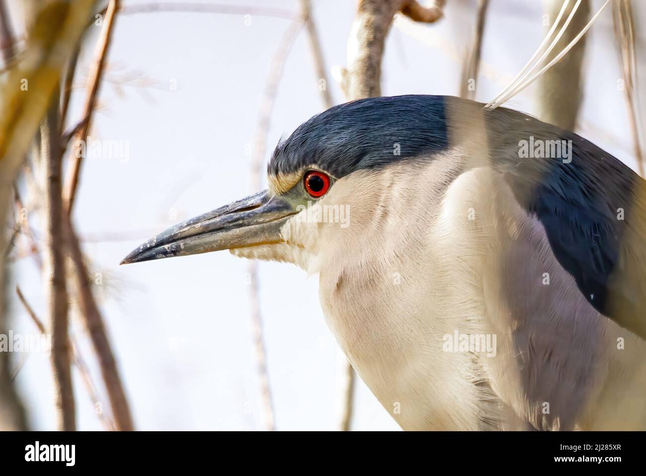 Night heron (Nycticorax nycticorax) perched in a branch Stock Photo - Alamy