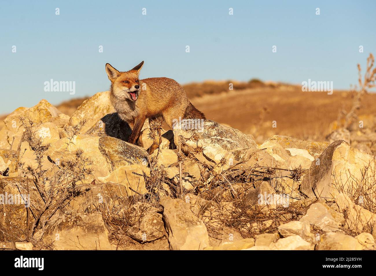 Baby fox sniffing hi-res stock photography and images - Alamy