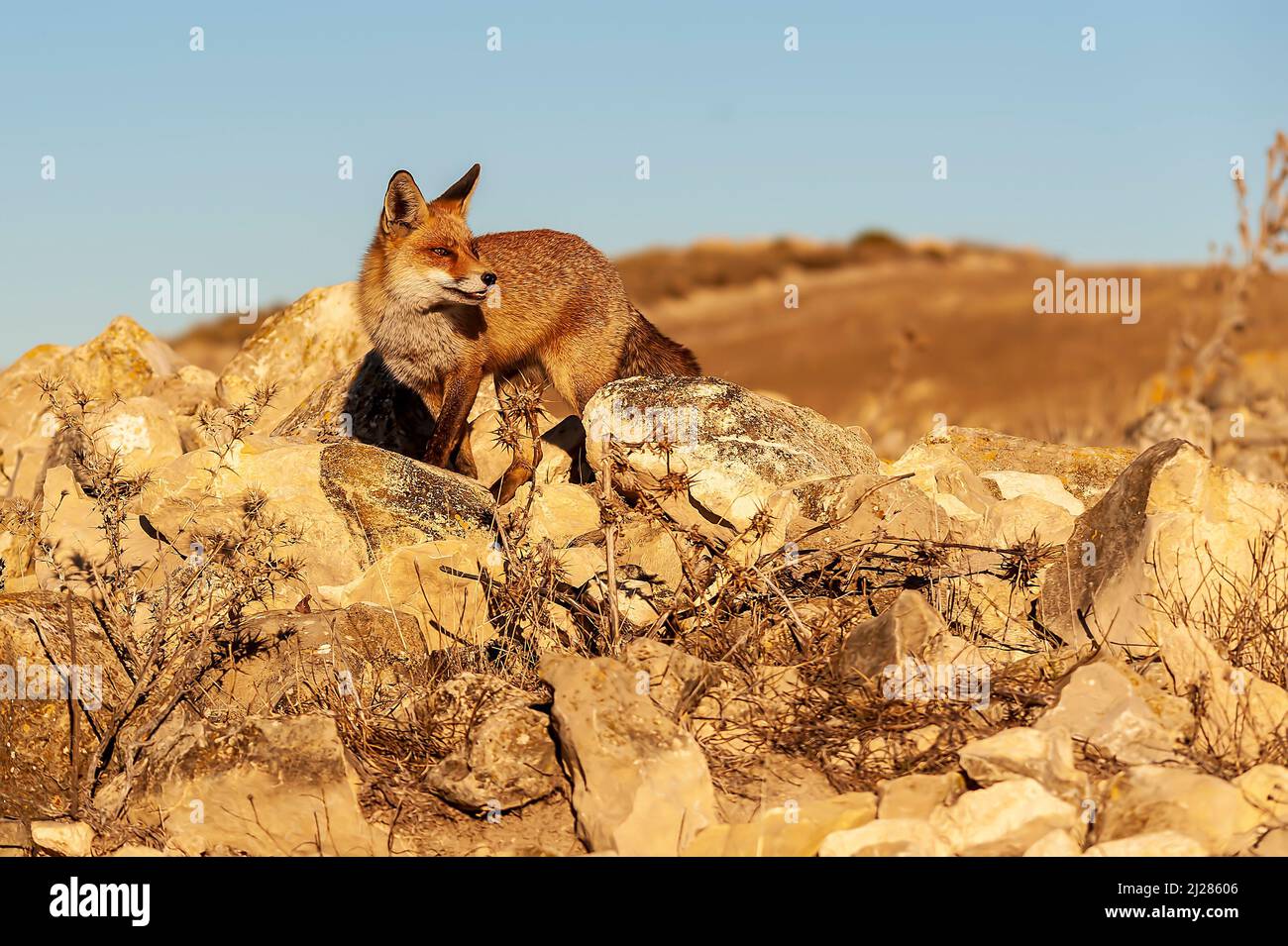 Baby fox sniffing hi-res stock photography and images - Alamy