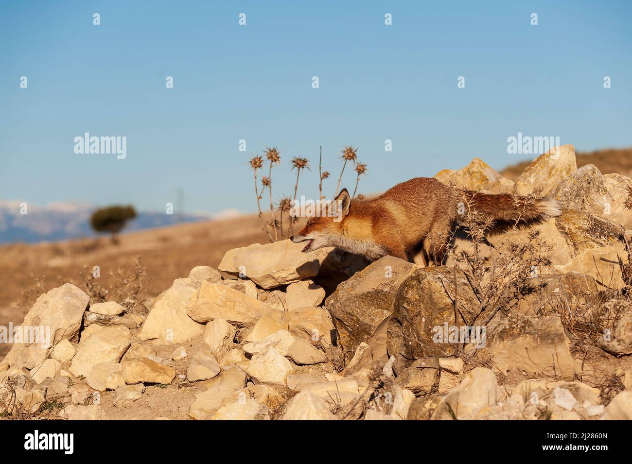 Vulpes vulpes - The common fox or red fox, is a species of mammal of ...