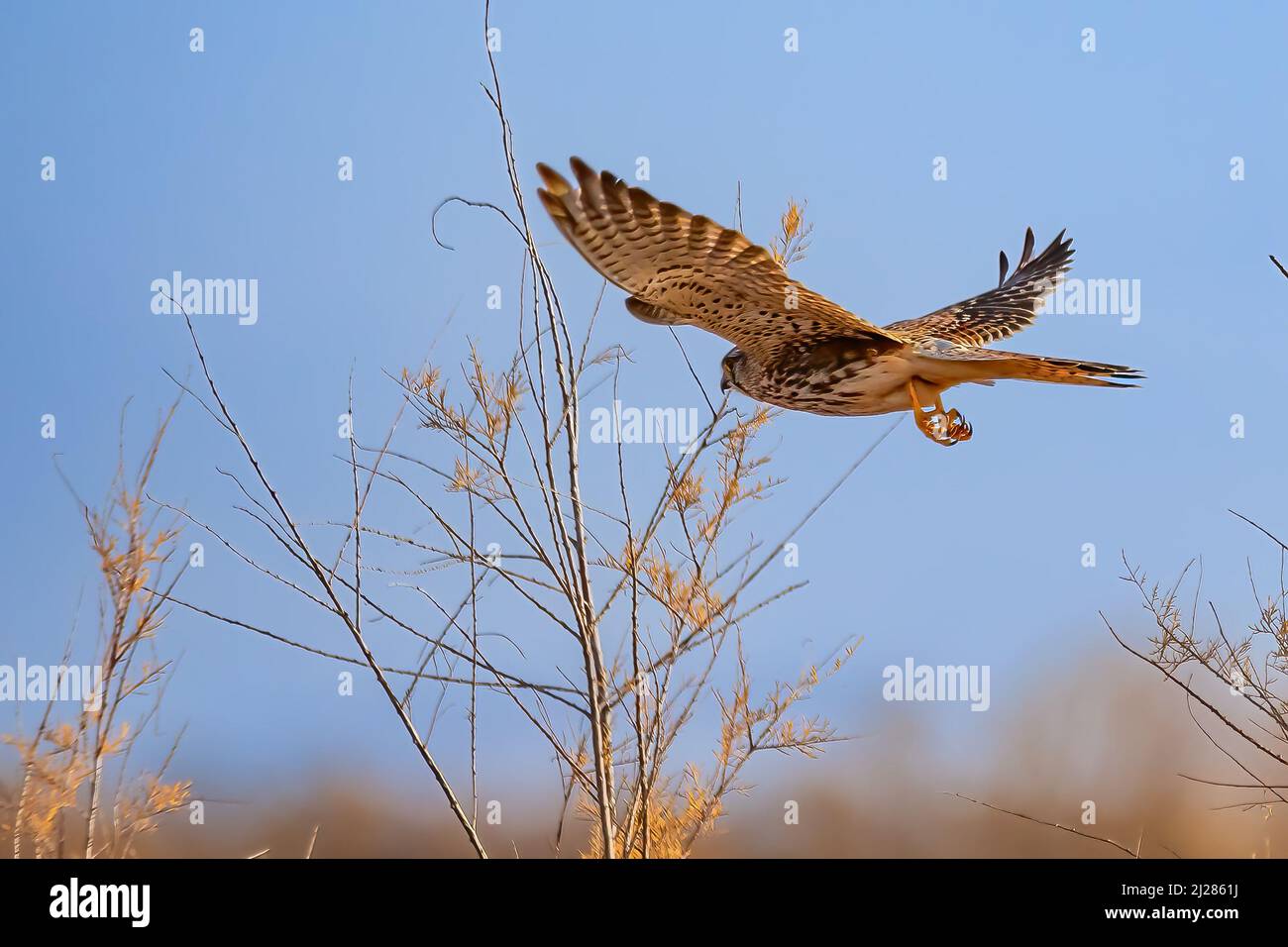 Common kestrel (Falco tinnunculus) in fly Stock Photo - Alamy