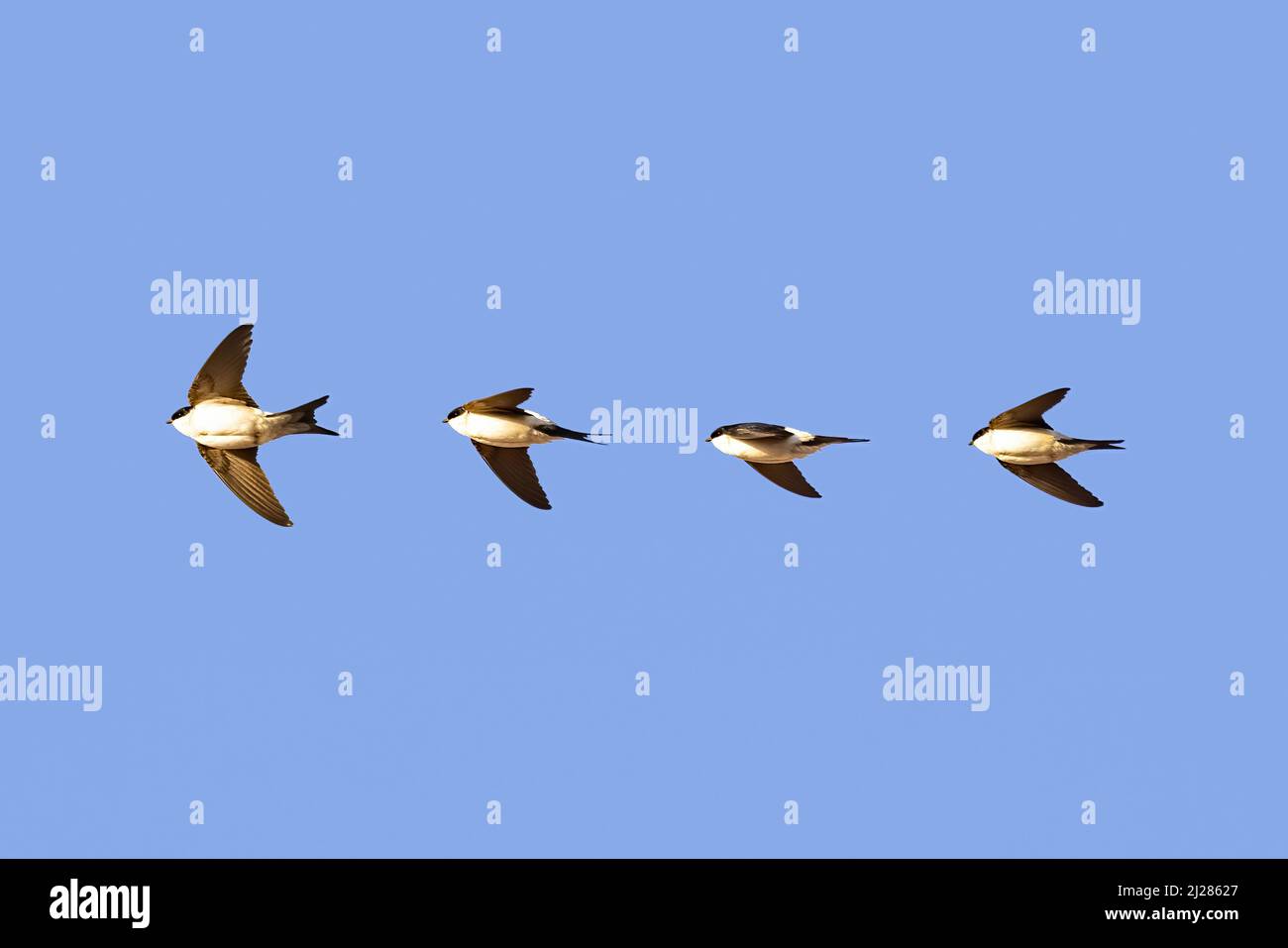 Photocomposition of a Common Swift (apus apus) flying over clear blue ...