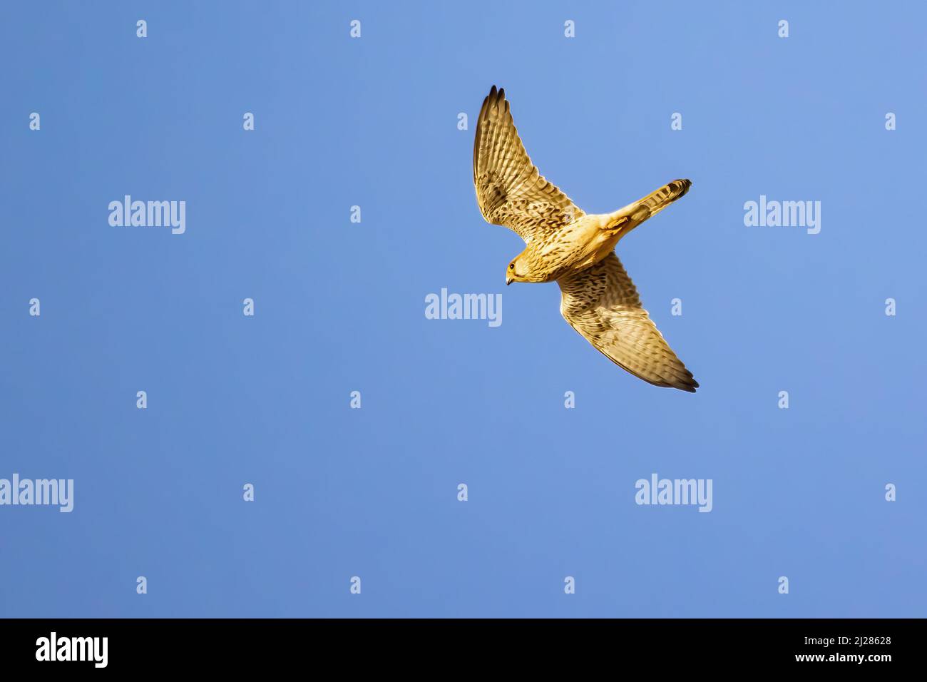 Lesser kestrel (Falco naumanni) in flight Stock Photo - Alamy