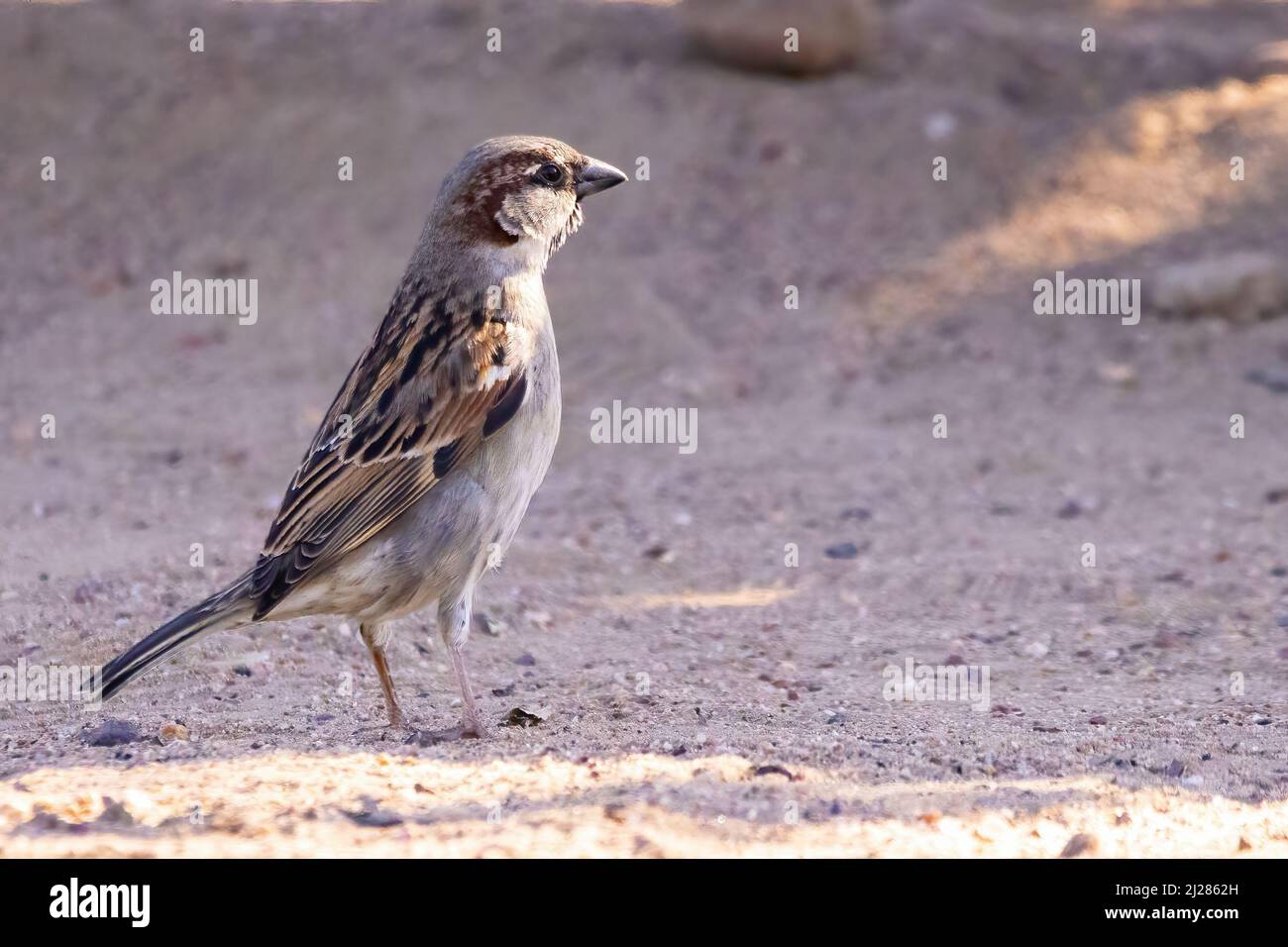 Gorrion hi-res stock photography and images - Alamy