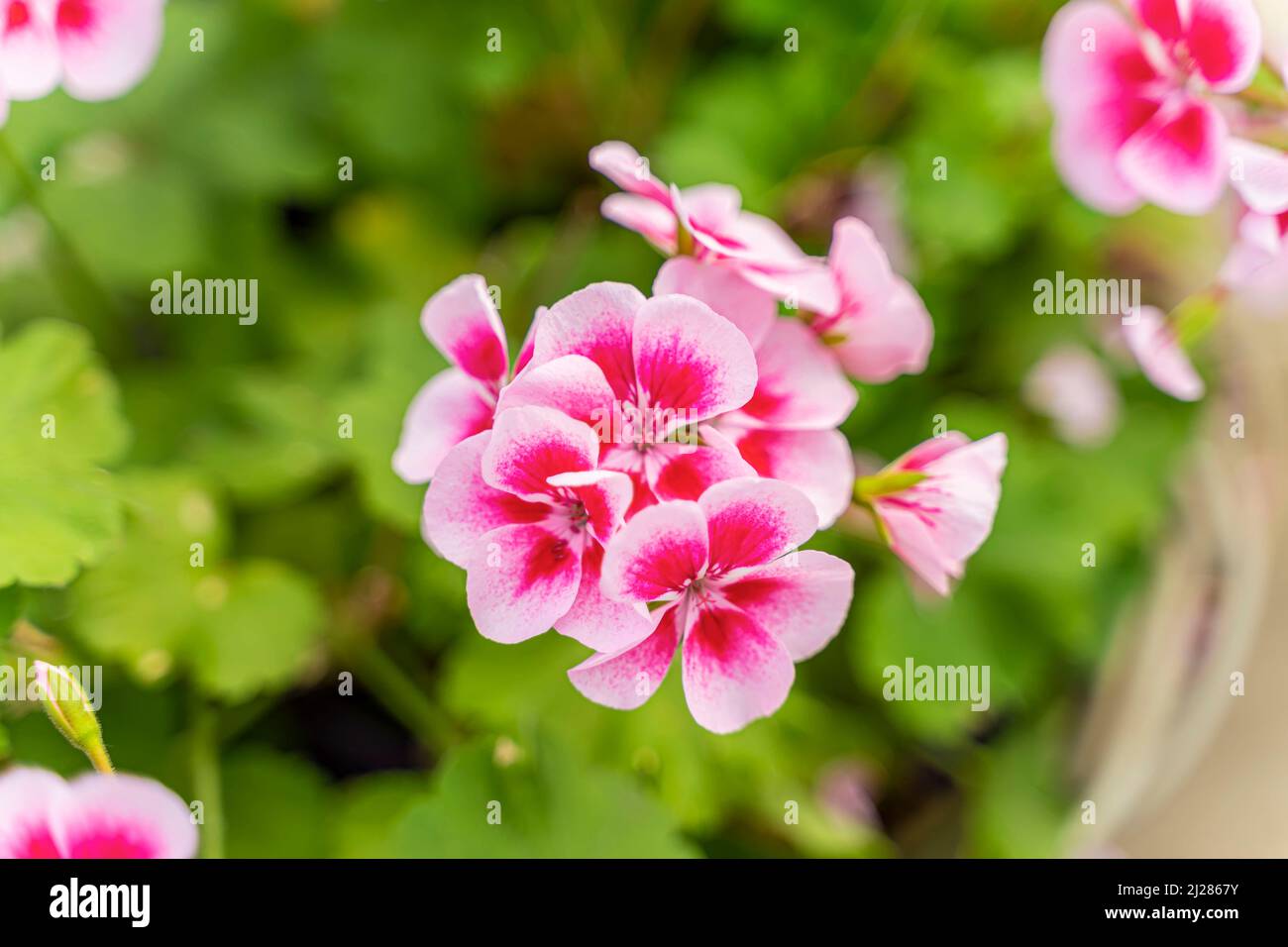 Pink geranium flower on green foliage, selective focus Stock Photo - Alamy
