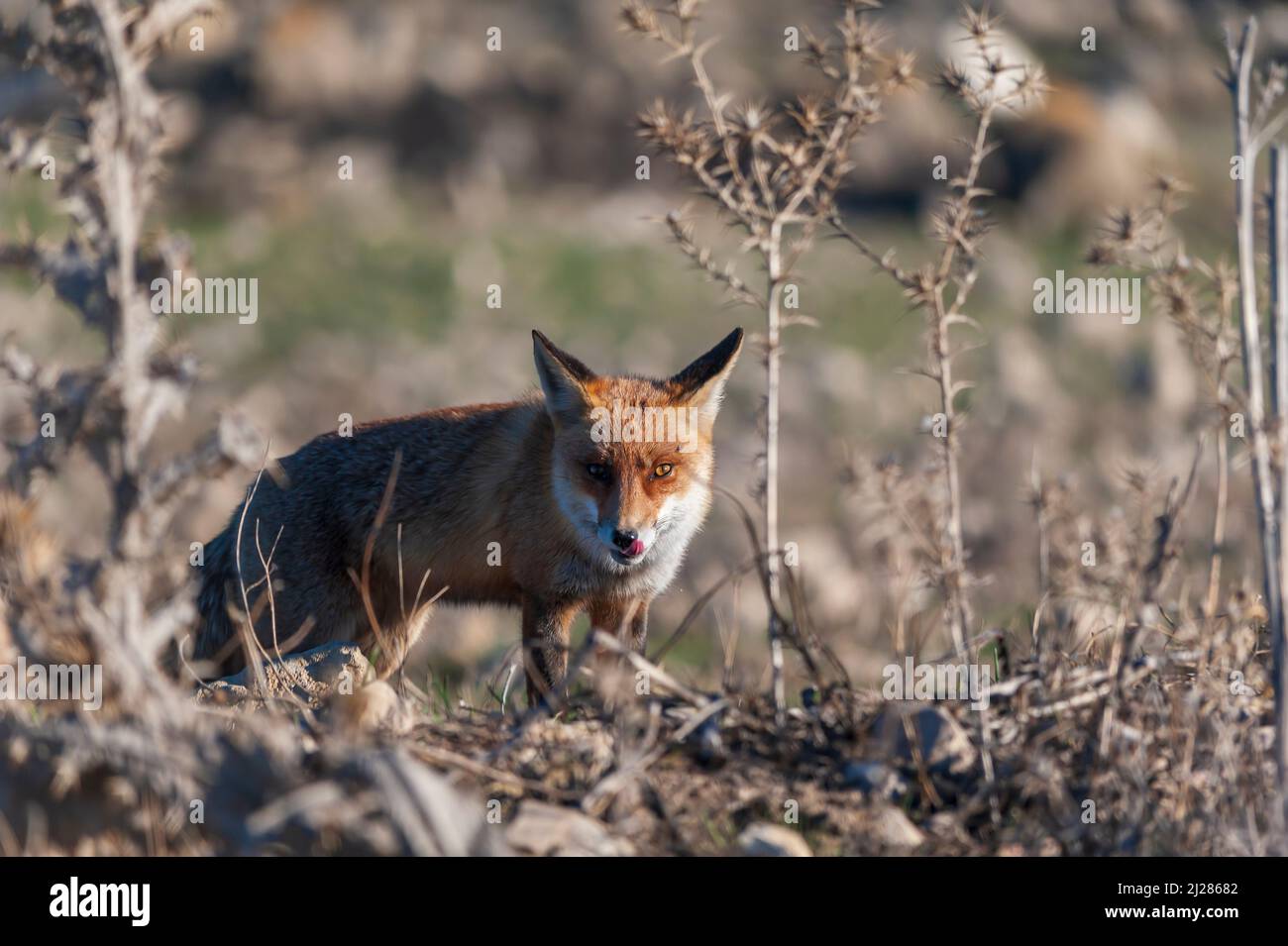 Baby fox sniffing hi-res stock photography and images - Alamy