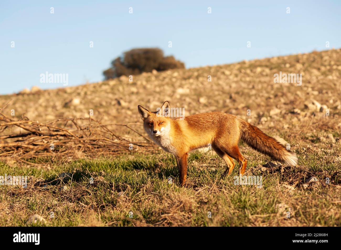 Baby fox sniffing hi-res stock photography and images - Alamy
