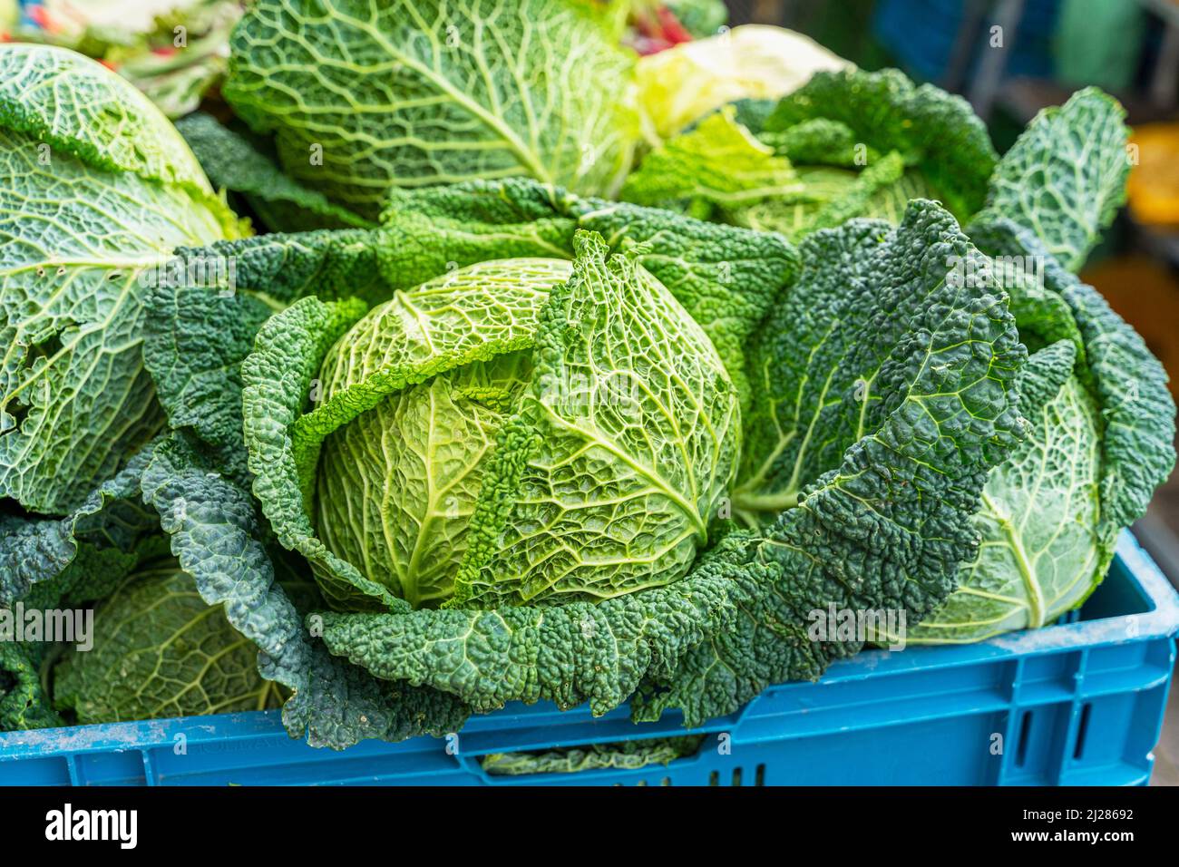 Bright fresh cabbage. Farmers market with vegetables, open shelves ...
