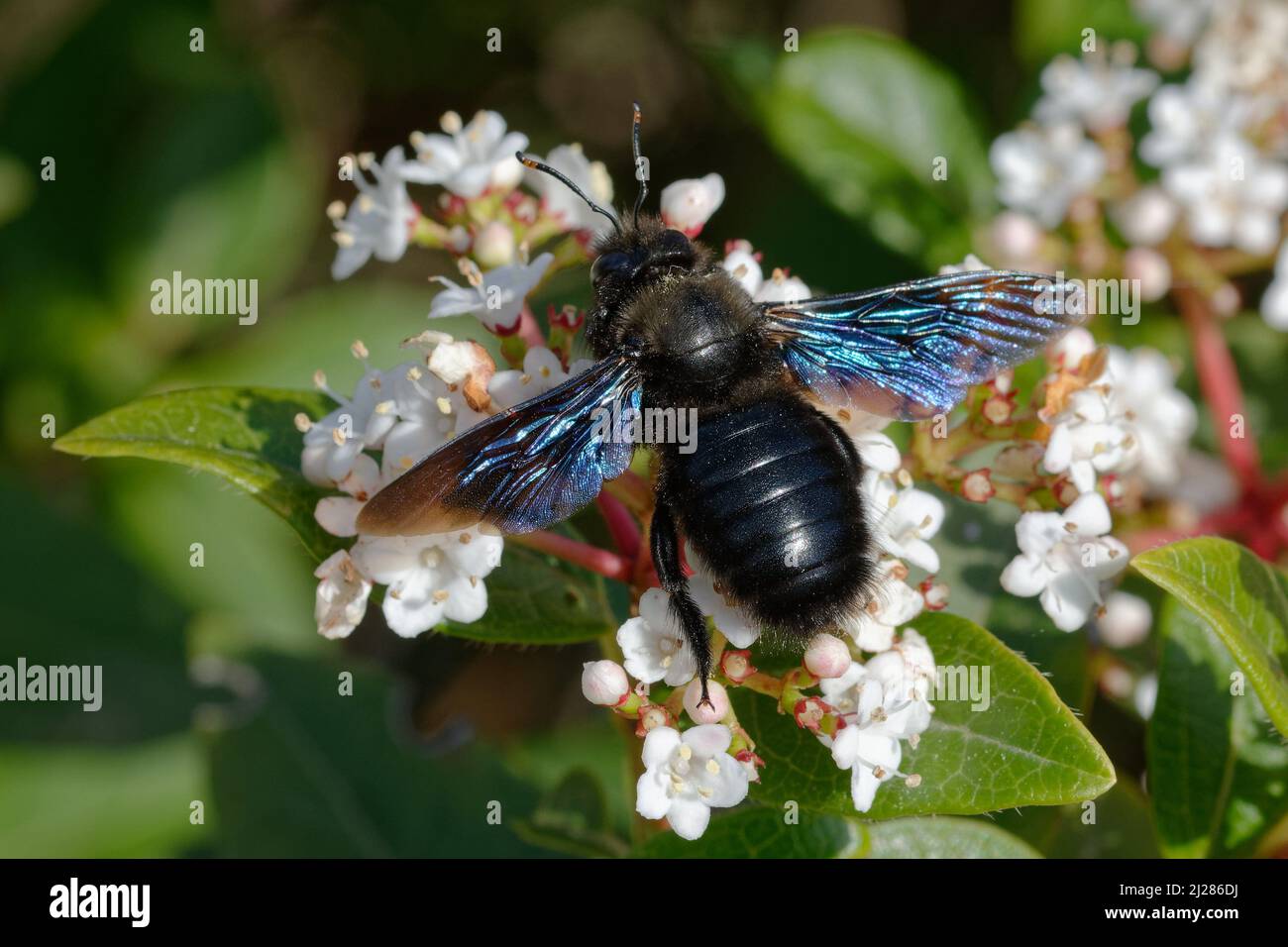 Violet carpenter bee (Xylocopa violacea) foraging flowers Stock Photo ...