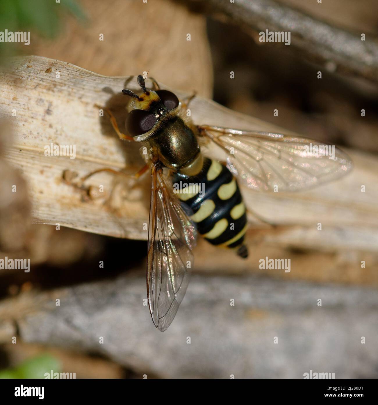Hoverfly (Eupeodes corollae) on the ground Stock Photo - Alamy