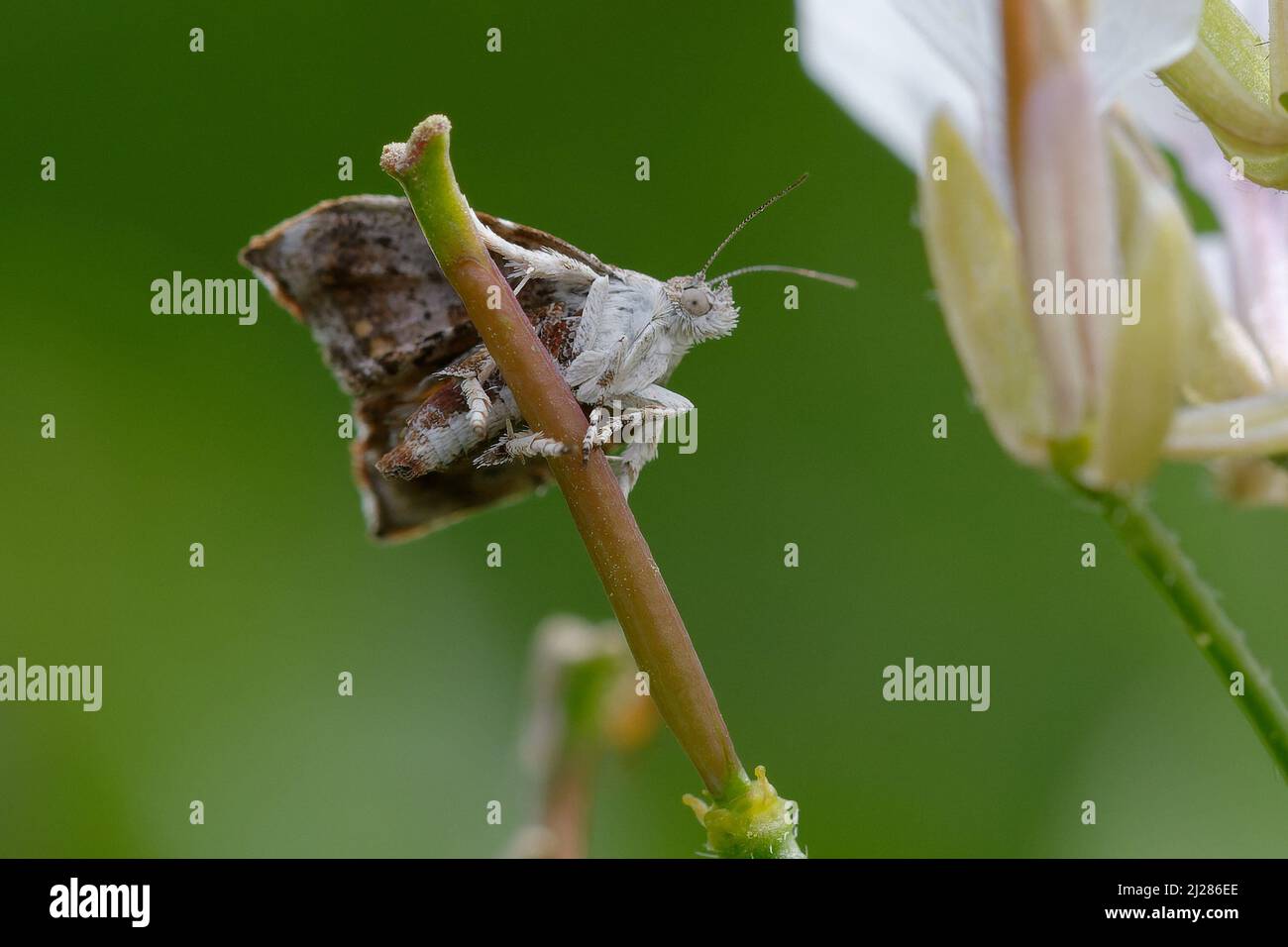 Fig-tree skeletonizer moth or Fig leaf roller (Choreutis nemorana Stock ...