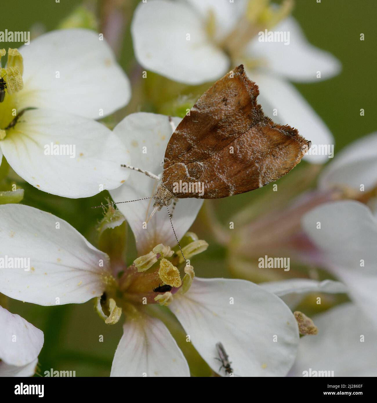 Fig-tree skeletonizer moth or Fig leaf roller (Choreutis nemorana Stock ...