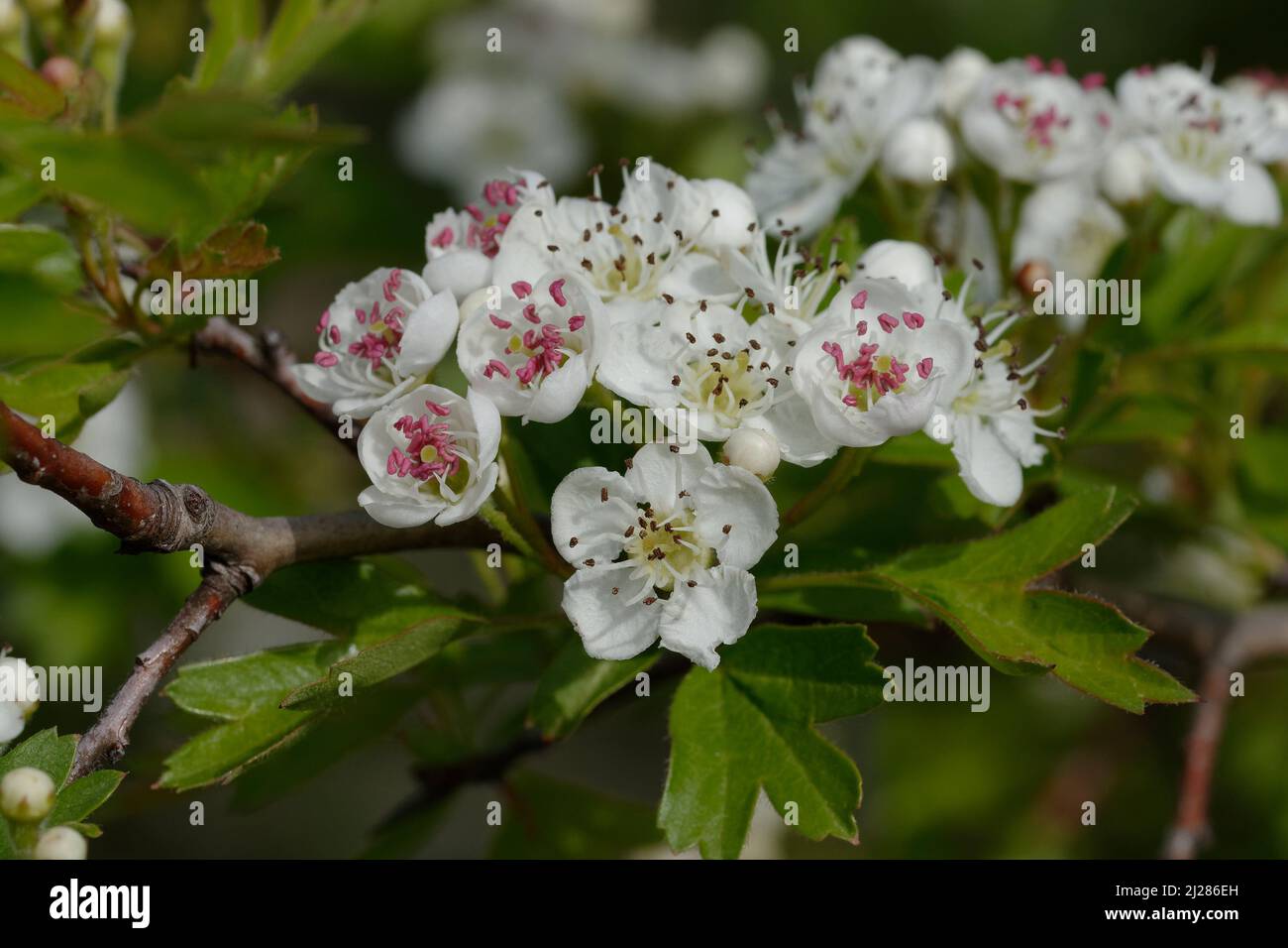 Crataegus sp. (Hawthorn, Quickthorn, Thornapple, May-tree, Whitethorn ...